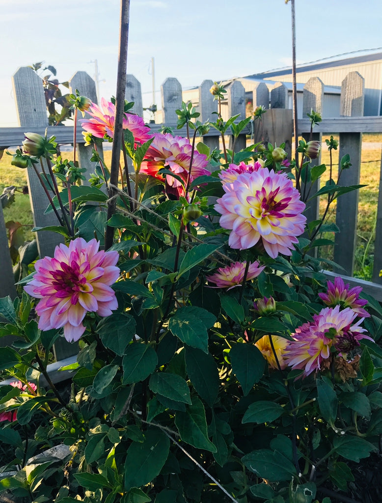 How to Plant a Cut Flower Garden For Beginners – Blessed Blooms Flower Farm