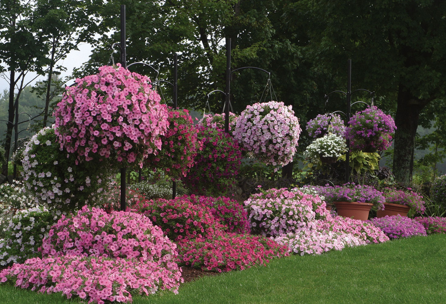 Supertunia® Petunias – Proven Winners® Trailing & Mounded Annuals ...