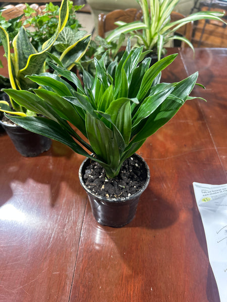 Janet Craig Dracaena 4” – Blessed Blooms Flower Farm