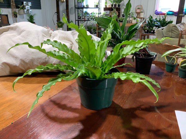 Victoria Fern- 6inch – Blessed Blooms Flower Farm