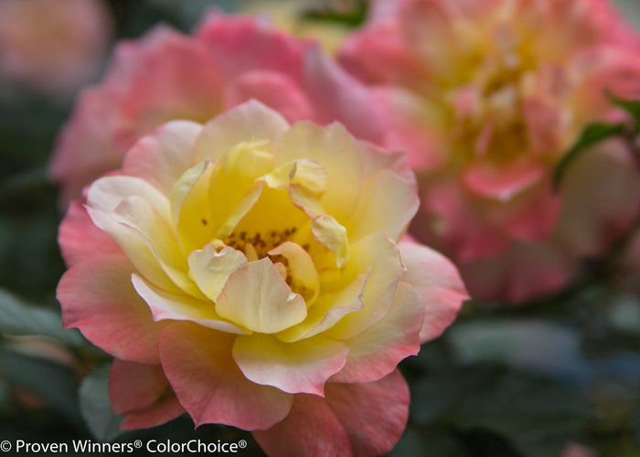 Italian Ice Oso Easy Rosa (PROVEN WINNERS®) – Blessed Blooms Flower Farm
