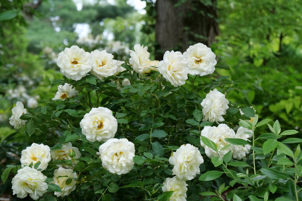 Crema Reminiscent Rose (PROVEN WINNERS®) – Blessed Blooms Flower Farm