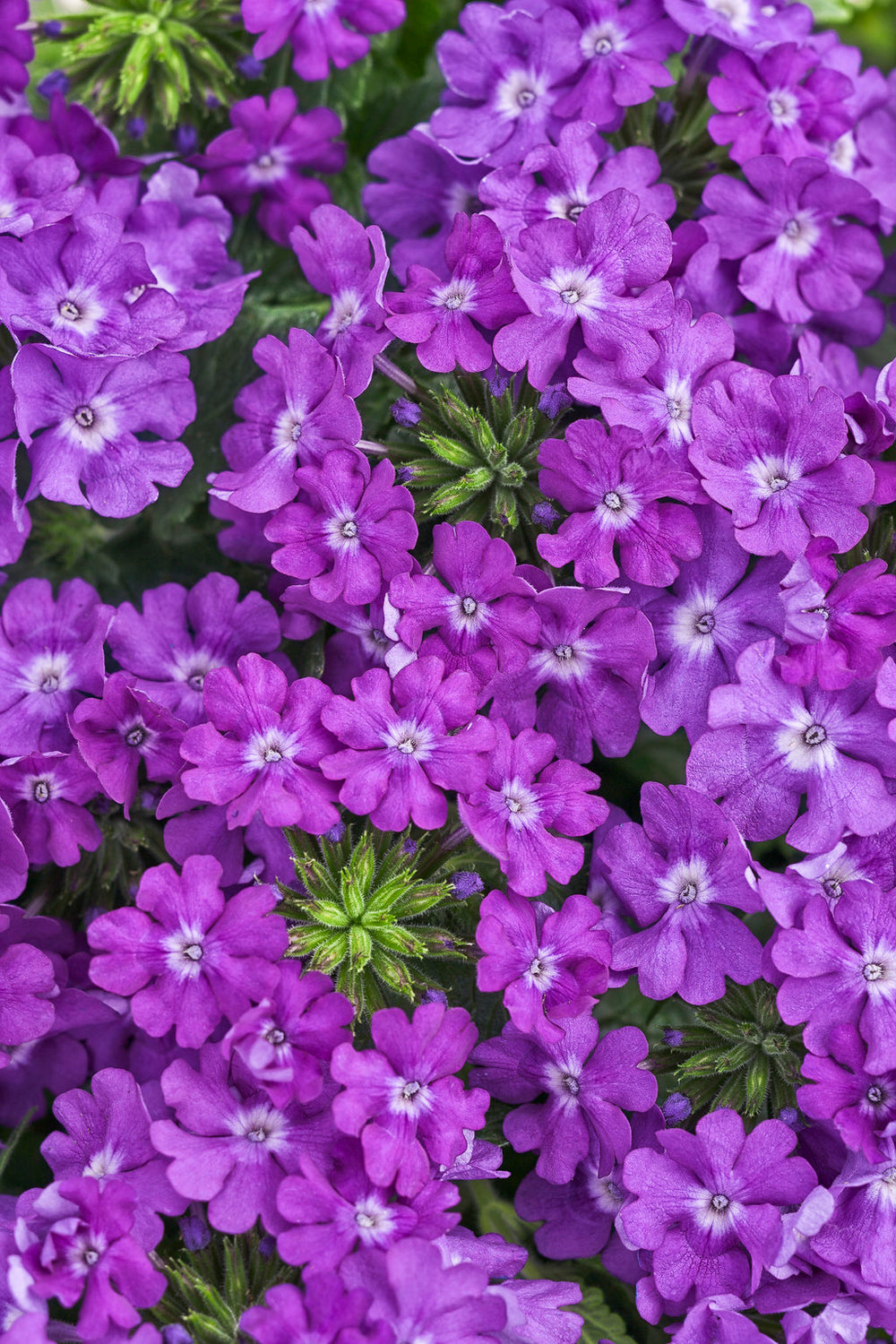 Superbena Violet Ice (PROVEN WINNERS®) – Blessed Blooms Flower Farm